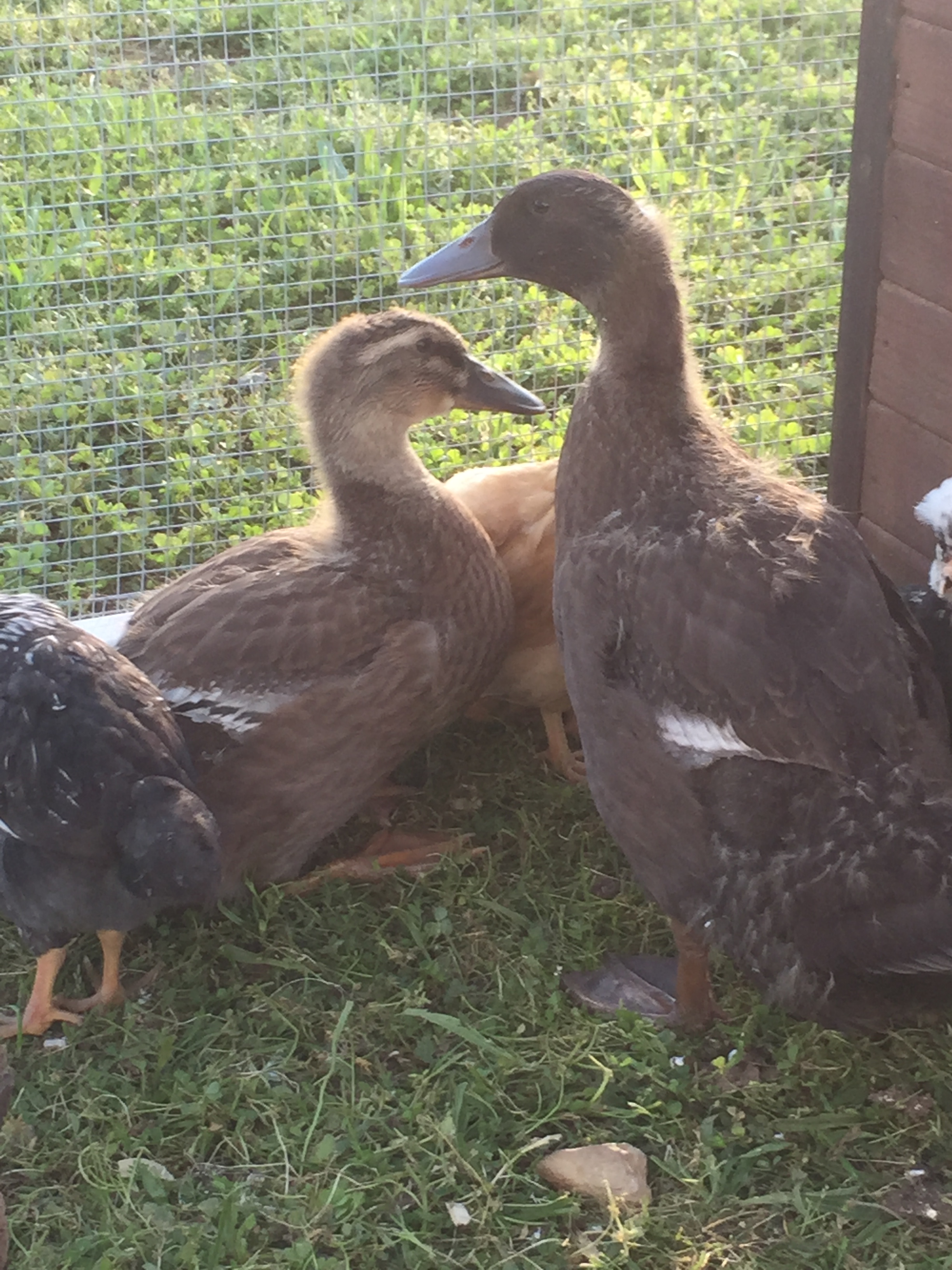 The Chicken Chronicles: Meet The Ducks | Down The Road I Go